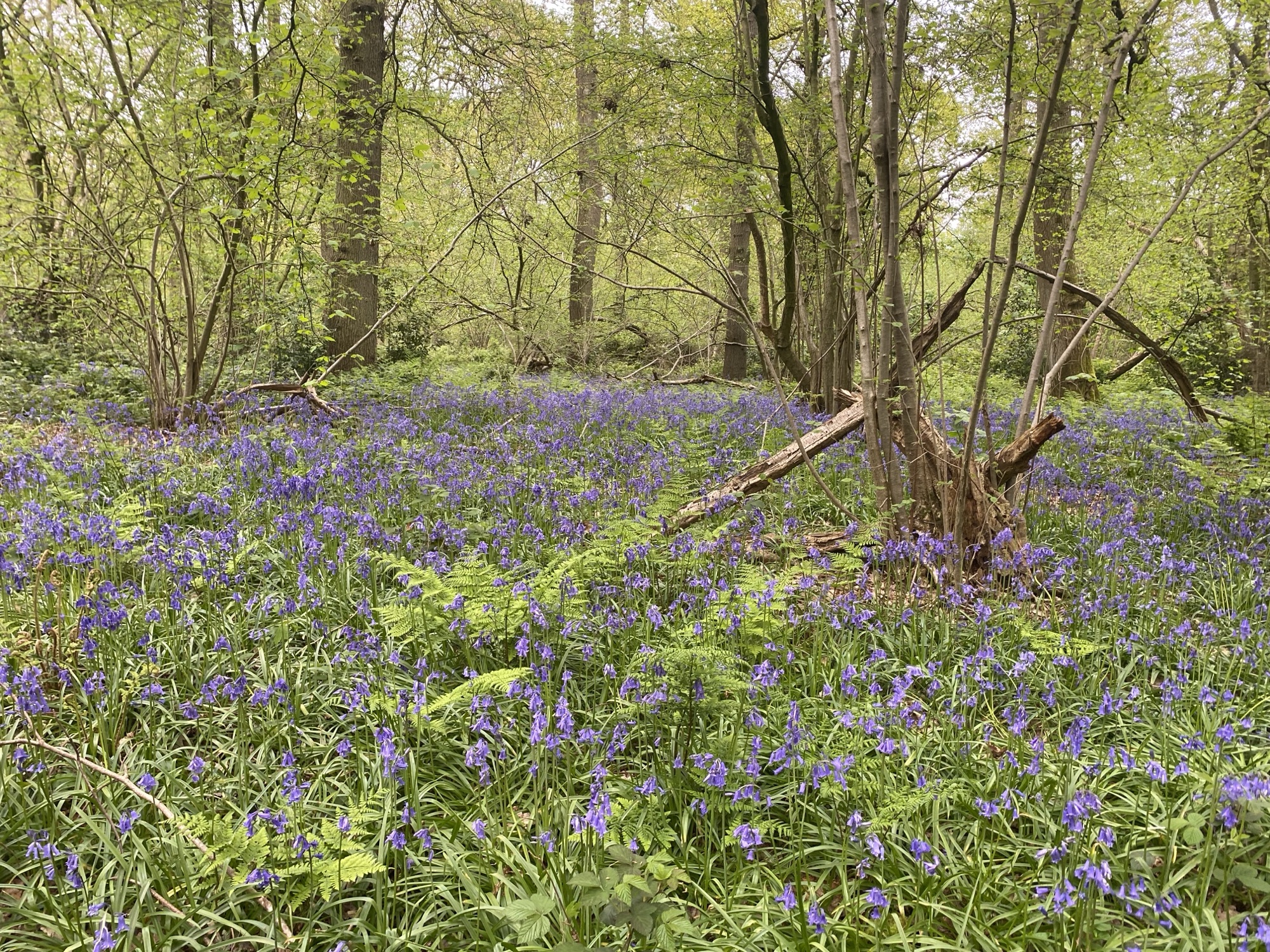 Bluebells – A Dad trying to cope with the loss of his Partner and ...